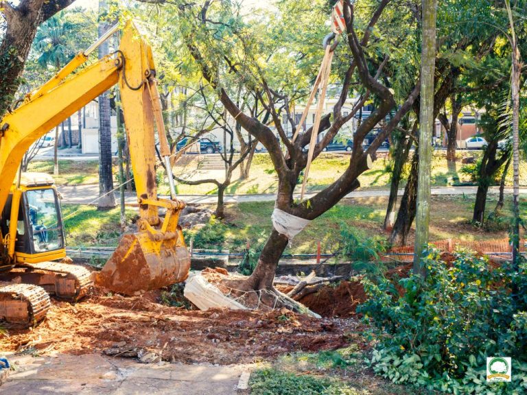 Above Ground Tree Care & Removal Services in Mercer County, NJ