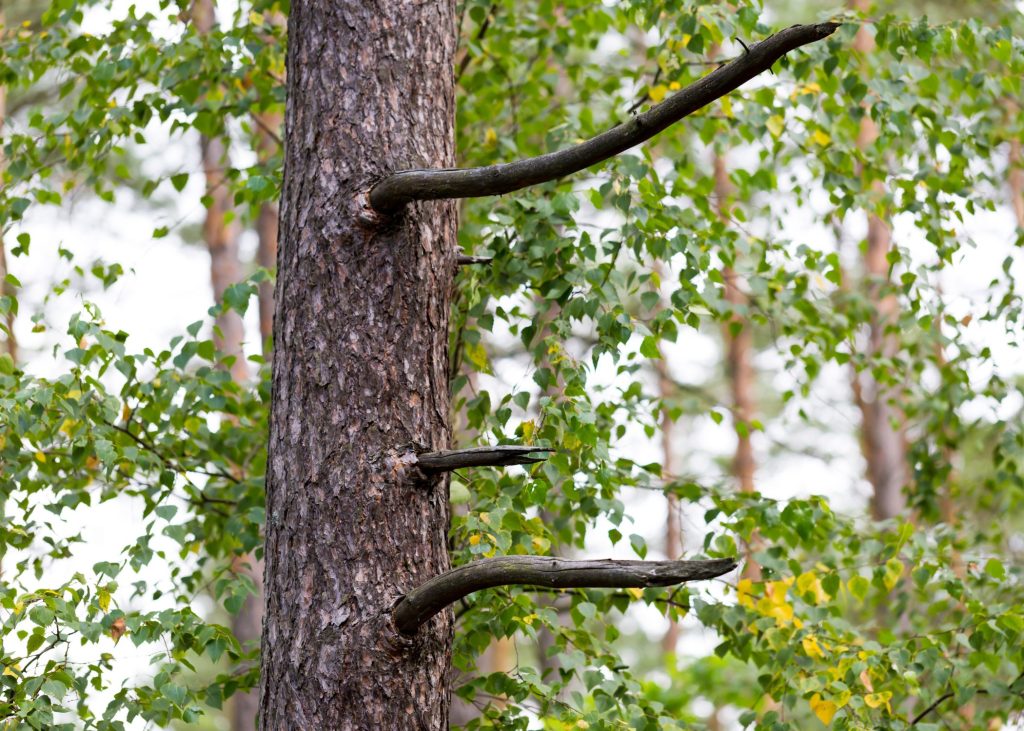 Tree Cabling and Bracing Mercer County NJ