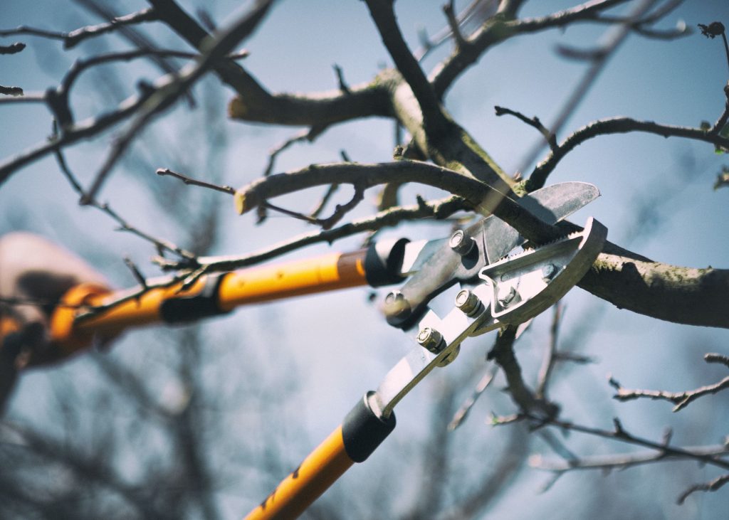 Tree Care Service Mercer County NJ | Above Ground Tree Service