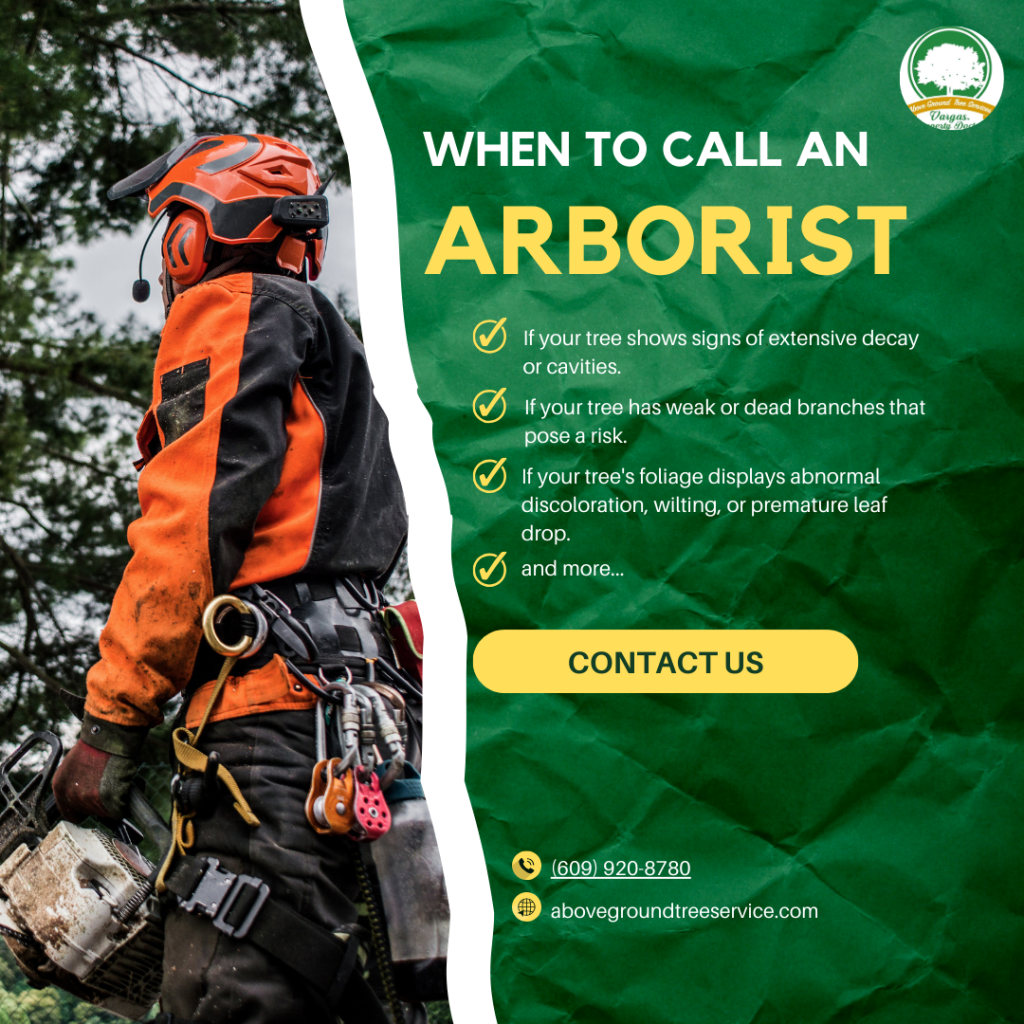 Signs Your Tree Is In Trouble When To Call An Arborist